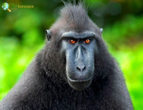 Hecks Macaque Characteristics Macaca Hecki Facts Bioexplorer