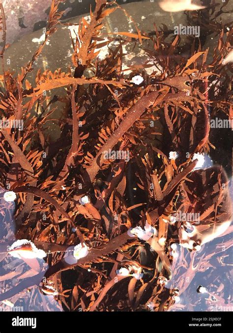 Prionitis Lanceolata Plantae San Mateo Golden Gate National