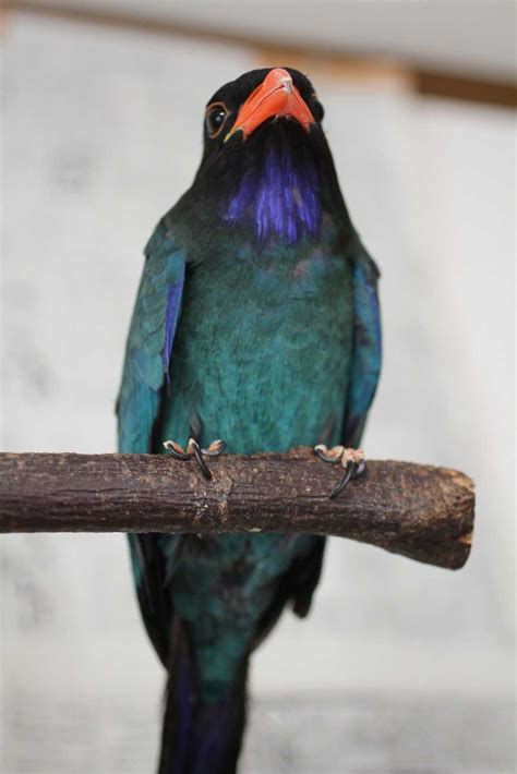 生物多様性研究・教育プロジェクト 四季折々の自然の風景と野鳥 2023 No 5 破門草事件に想う。 ブッポウソウ総合情報センター