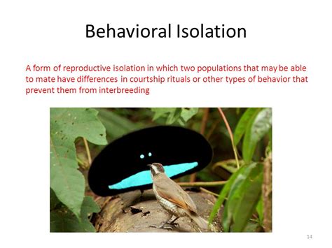 Behavioral Isolation In Biology
