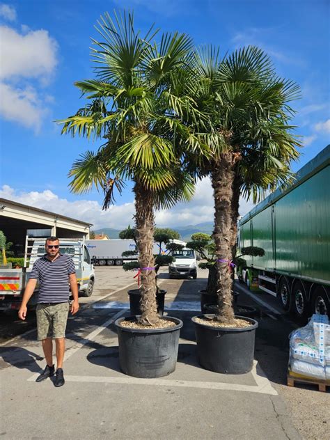 Sempervirenz Chiparos Italian Floresti • Olx Ro