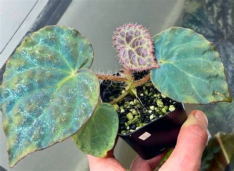 Begonia Rockii Iridescent Species Terrarium Culturesuper Etsy