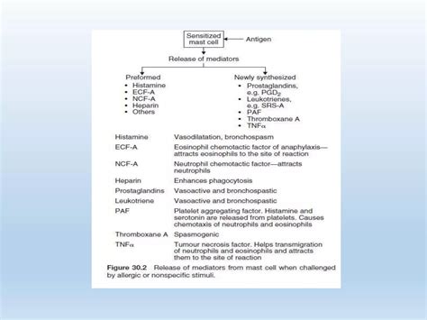 Allergic Rhinitis Pptx