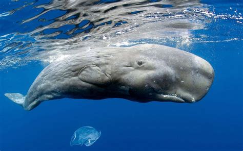 Download A Majestic Sperm Whale In Its Natural Habitat