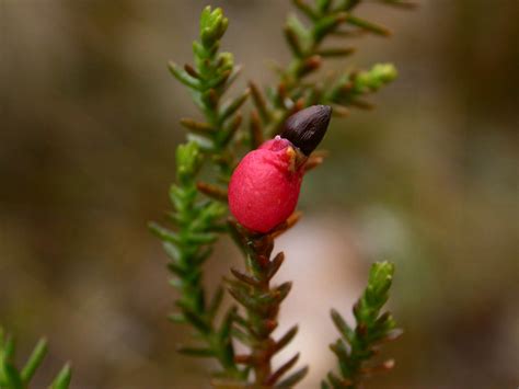 Lepidothamnus Alchetron The Free Social Encyclopedia