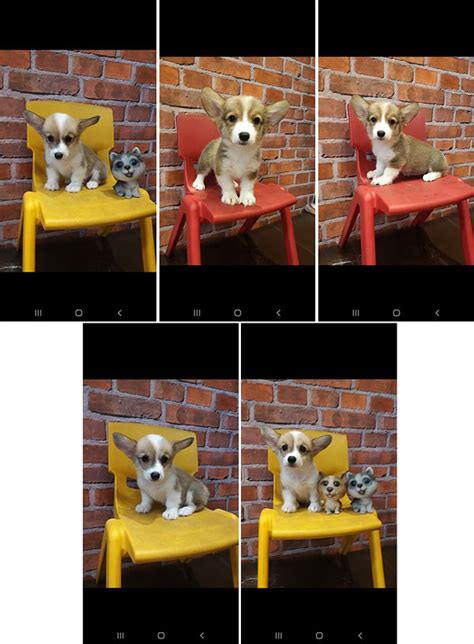 Jual Mini Corgi Anjing Pembroke Welsh Corgi Anjingkitaid