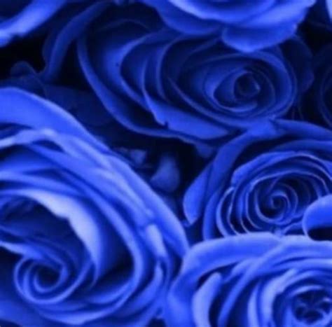 Chiara Melosso Posted On Linkedin