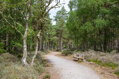 Culbin Forest Walk Discover The Hill 99 Trail And Viewpoint Tower