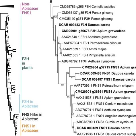 A Simplified Illustration Of The Flavonoid Biosynthesis With Focus On Download Scientific