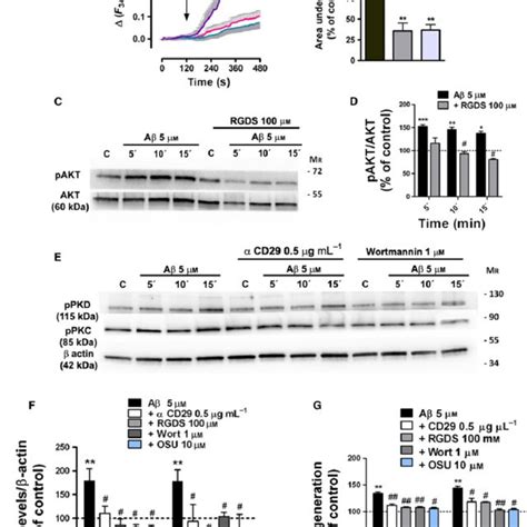 Up Regulation Of Ros Production In Mdsc From Patients With Head And