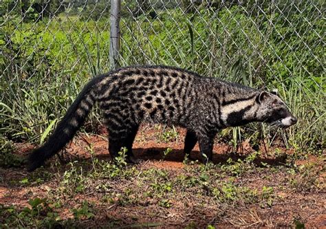 Nature Life African Civet And Ecological Benefits Naturenews Africa