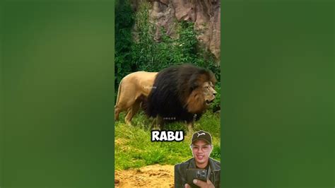 Singa Makan Daging Manusia Youtube