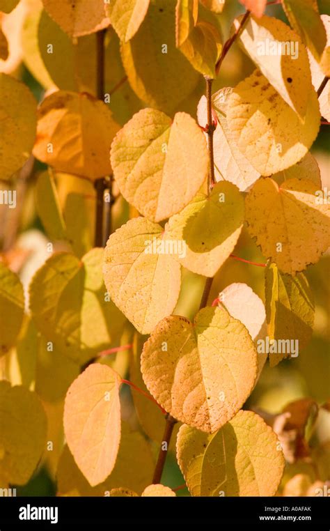 Yellow Orange Leaves Of Katsura Tree Cercidiphyllaceae Cercidiphyllum Japonicum Japan Stock