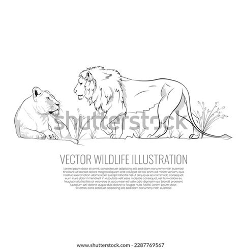 Male Female Predator Drawing Vector Illustration Stock Vector Royalty