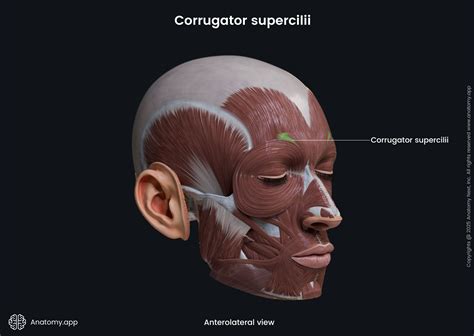 Corrugator Supercilii Consideration Of Muscle Depth For Botulinum