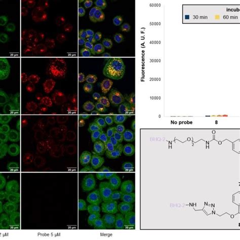 Microscopy And Cytometry Analyses Left Hand Panel Distribution And