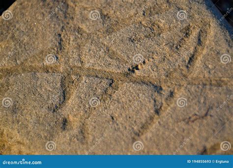 Fossil Of An Alga Algae Fossils Stock Image Image Of Mediterranean
