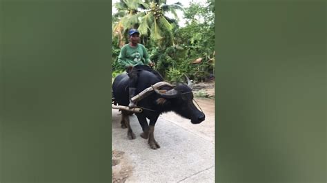 Karabao In The Flesh 💚 Youtube