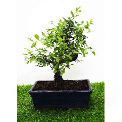 Ficus Microcarpa Cone Shape Nature Nursery Central Indias Biggest Nursery In Indore