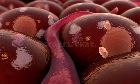 Vein And Cell Magnification Stock Illustration Illustration Of
