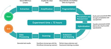 Lasobiotech Microarray Workflow