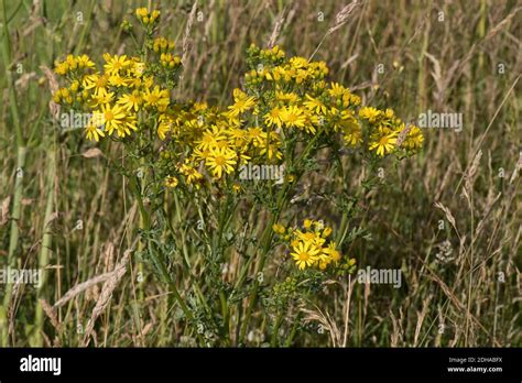 Ragwort Jacobaea Vulgaris Yellow Toxic Flowering Among Seeding Grasses In An Old Meadow
