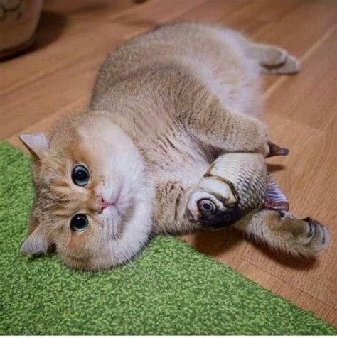 Pin On Cute Overload