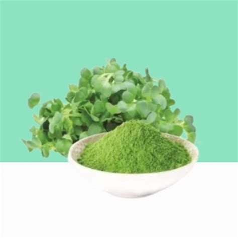 Organic Alfalfa Grass Powder Medicago Sativa Bulk Wholesale Buy
