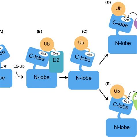 Structure Of The Ternary Complex Of Hpv 16 E6 P53 And A E6ap Derived