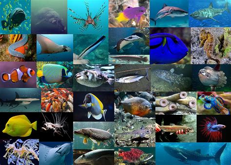 Clasificación Y Características De Los Principales Grupos De Peces