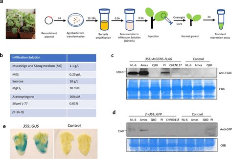 An Efficient Gene Transient Expression System In Quinoa Cells A The