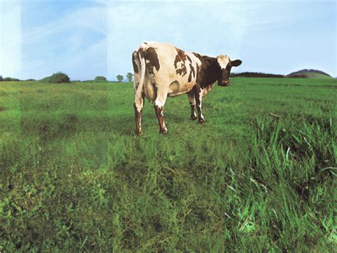 Used Dall E To Extend The Atom Heart Mother Cover Rpinkfloyd