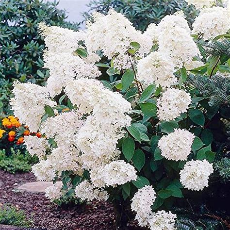 Grow Stunning Pee Gee Hydrangea Seeds Qauzuy Garden