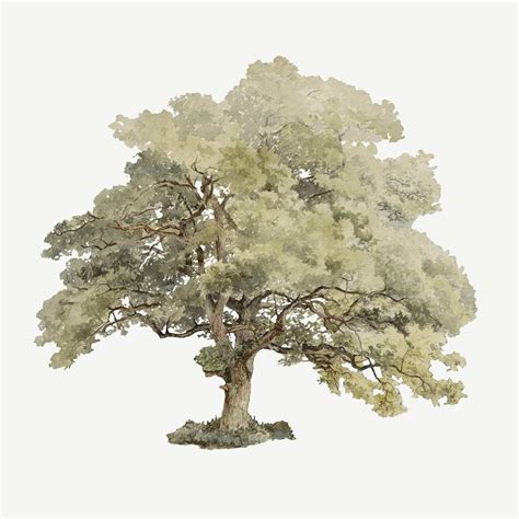 Large Oak Tree Template