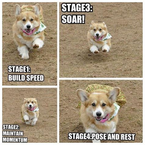 15 Hilarious Corgi Memes Will Make Your Day Chiot Chien
