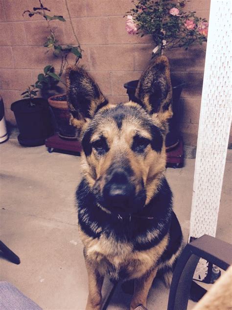 Tributes Bubbling Well