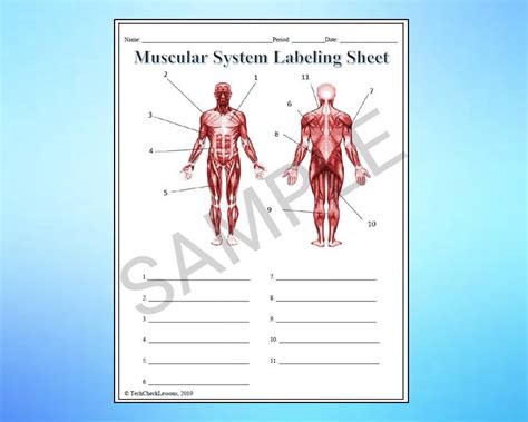 Muscular System Labeling Worksheet Science Editable Digital Download
