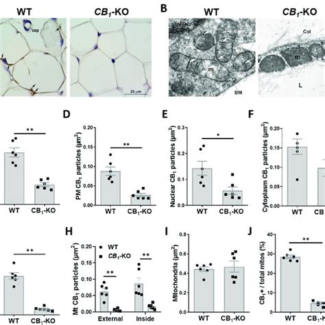 Subcellular Location Of Cb1 Receptor In Ewat A Representative
