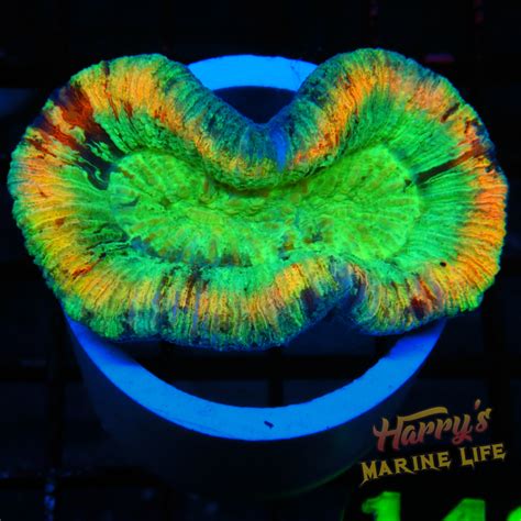 Red Stripe Trachy 148 Harrys Marine Life