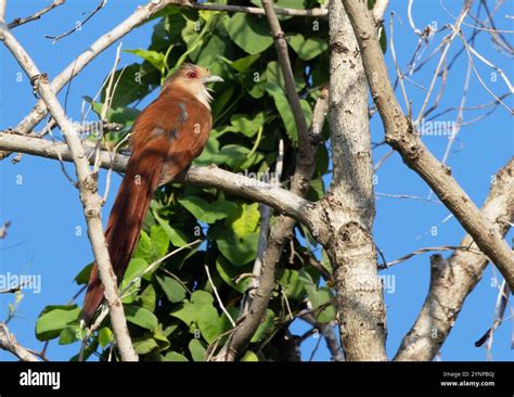 Squirrel Cuckoo Piaya Cayana One Adult Bird Perching In A Tree Pantanal Birds And Wildlife
