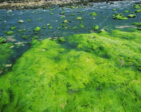 Green Algae In Estaurine Tidal Zone Stock Image B3020203 Science