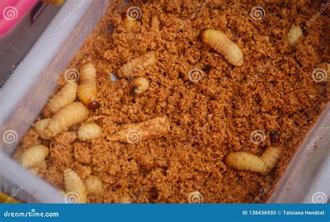 Traditional Asian Food Fatty Yellow Grubs Sold On The Market Stock