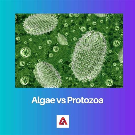 What Is The Difference Between Algae And Bacteria At Kristian Hamm Blog