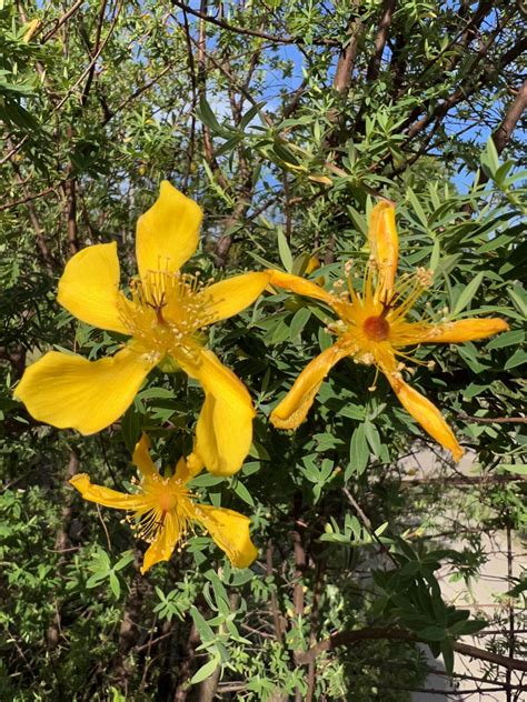 Hypericum Revolutum Pab 3867 Pan Global Plants