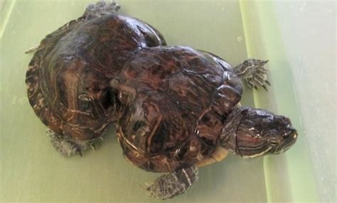 Mmgs English Blog At Pmcurie Meet The Peanut Turtle