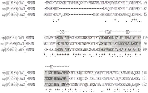 Sequence Alignment Of The Alpha Isoforms Of Cav1 Cav2 And Cav3 Download Scientific Diagram