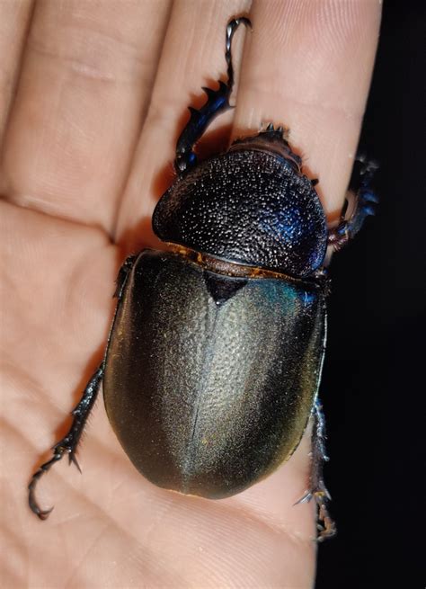 Chalcosoma Chiron Janssensi From Jl Lintas Sungai Penuh Padang Kersik