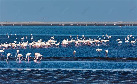 Fondo Una Impresionante Colonia De Flamencos Rosados En Walvis Bay