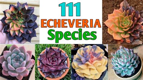 111 Echeveria Species Echeveria Succulent Varieties With