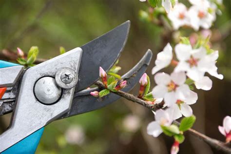 Where Do You Cut When Pruning A Plant And At What Angle